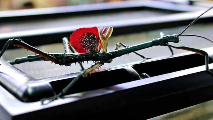 The brightly-colored Achrioptera fallax blue stick insect | The Kid ...