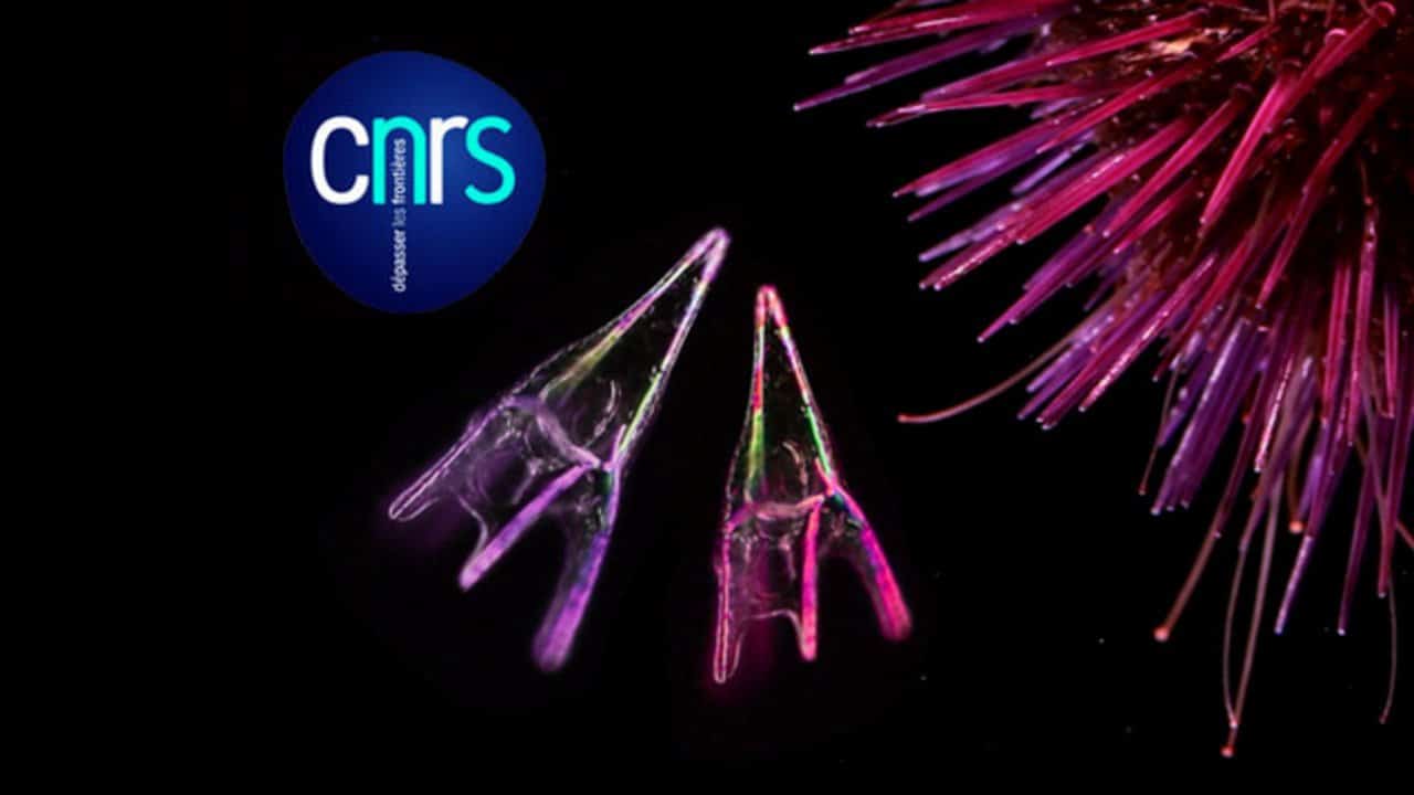 The Foldscope – A Paper Microscope that Costs $1 | The Kid Should See This