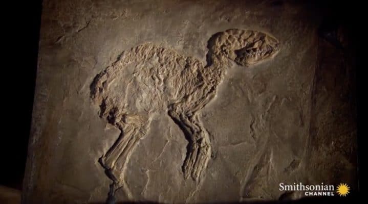 The Messel Pit's remarkable fossils | The Kid Should See This