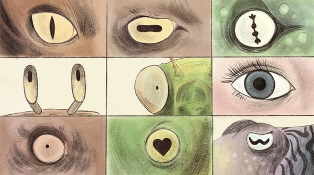 Why do cats have vertical pupils? | The Kid Should See This