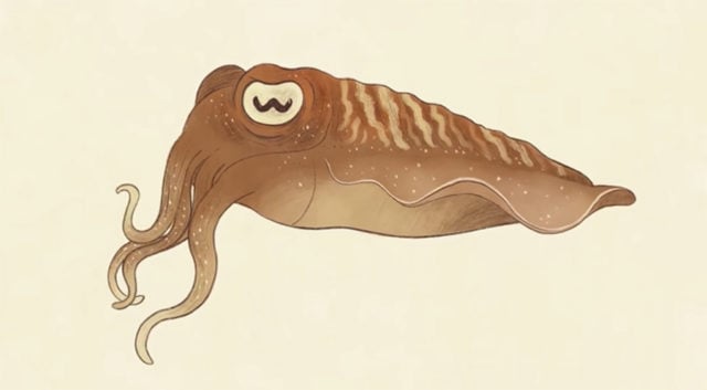 Why do cats have vertical pupils? | The Kid Should See This