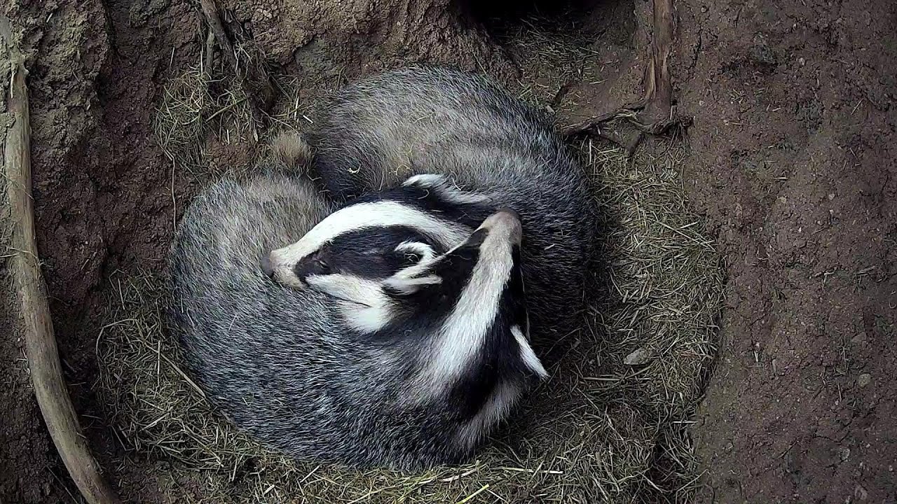 Inside a badger sett: Three cubs filmed with hidden cameras | The Kid ...