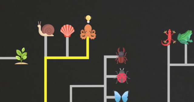 Octopus vs Mark Rober's Underwater Maze | The Kid Should See This