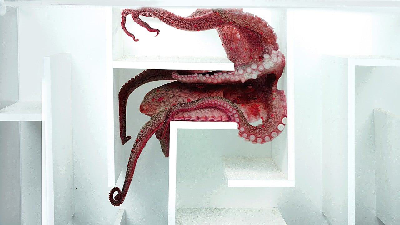 Octopus vs Mark Rober's Underwater Maze | The Kid Should See This