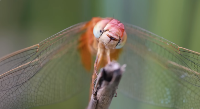What makes dragonflies experts at flying and hunting? | The Kid Should ...