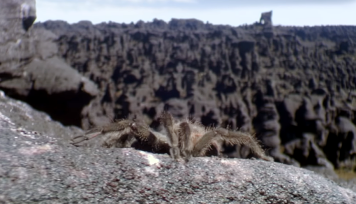 The pebble toad and the tarantula | The Kid Should See This