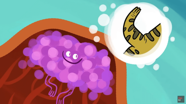 How do animals regrow their limbs? And why can't humans do it? | The ...